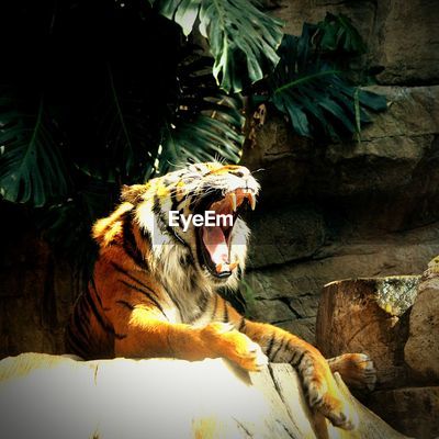 roaring tiger wallpaper