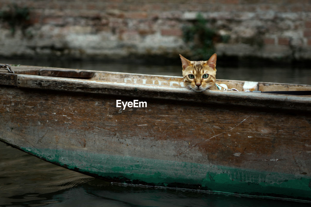 Portrait of a cat, a cat punting on the | ID: 197090792