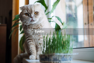 scottish cat sitting