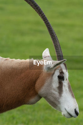 oryx head