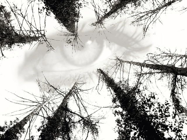 Low angle view of trees against sky | ID: 5896215