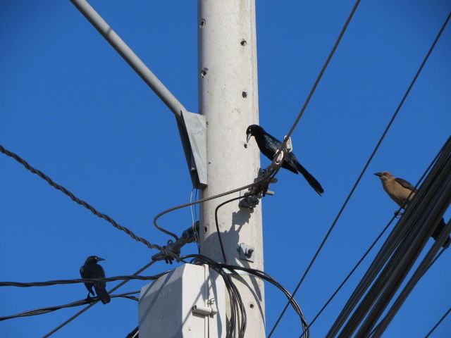 Low angle view of bird on cable against | ID: 99658989