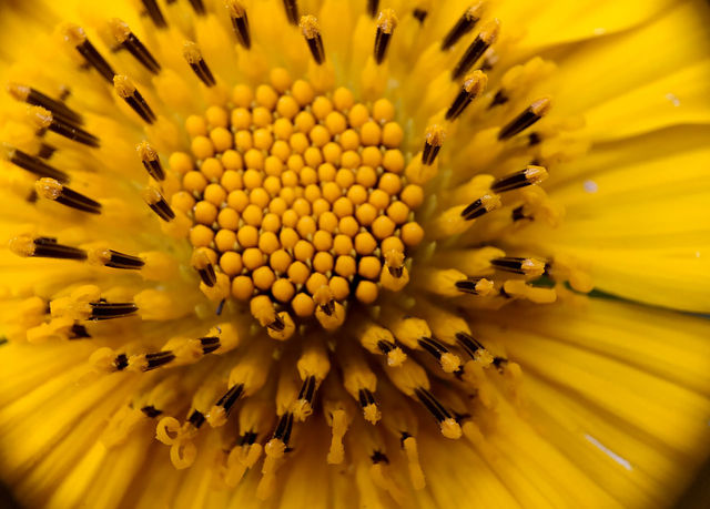 Close-up of yellow flower pollen | ID: 144403860