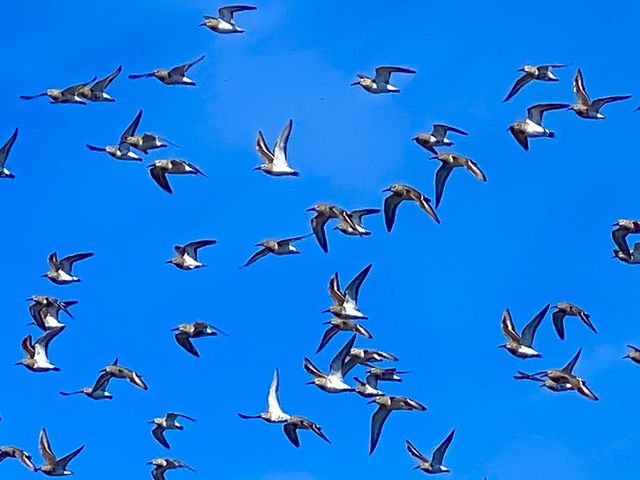 Low angle view of birds flying | ID: 157396206