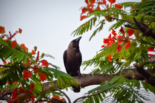 Low angle view of crow perching on tree | ID: 112136976