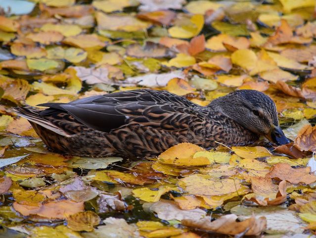 Close-up of bird on leaves during autumn | ID: 150342808