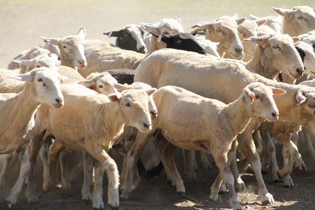View of sheep on land | ID: 140743513