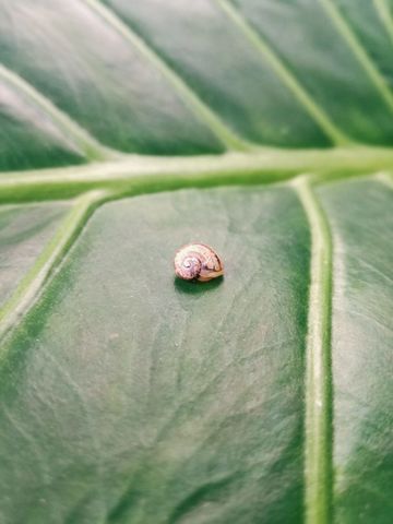 Little Shell pictures | Curated Photography on EyeEm