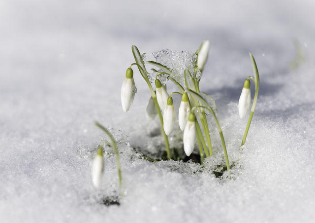 Close-up of snow on plant during winter | ID: 120143875