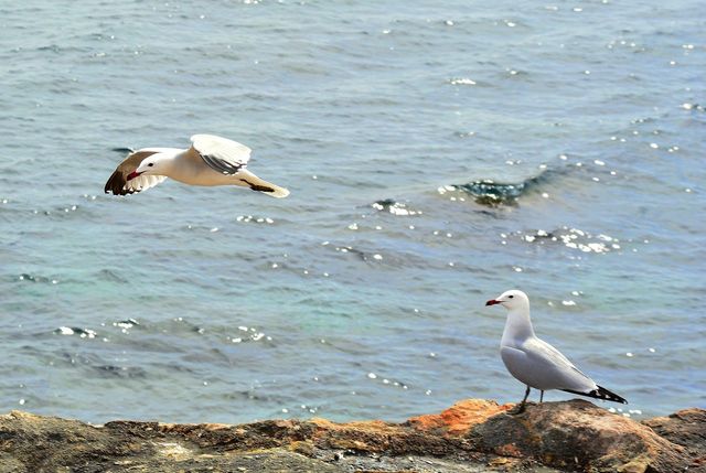 Seagulls perching on rock by sea | ID: 122073650