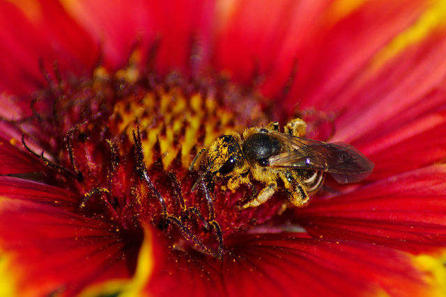 Close-up of insect on flower | ID: 162414850