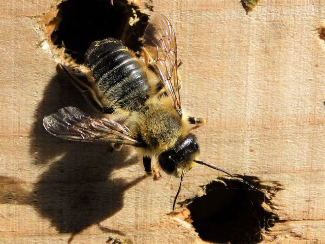 Close-up of honey bee on floor | ID: 108913395