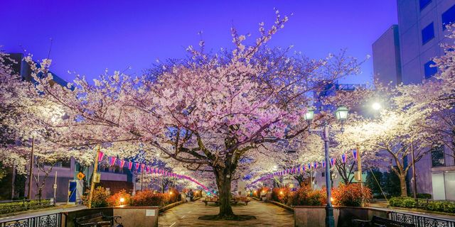 Cherry blossoms in city at night | ID: 105816329