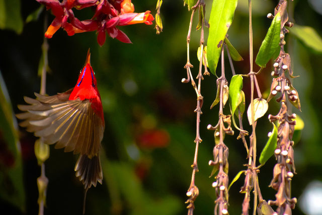 Close-up of red bird flying against blurred | ID: 172864213