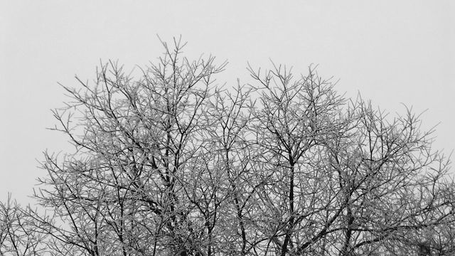 Low angle view of bare tree against the sky | ID: 99834807