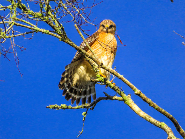 Wild hawk looking at camera with clear blue | ID: 151724584