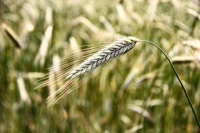 Close-up of wheat growing on field | ID: 92543706