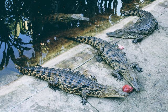 High angle view of crocodiles | ID: 100837987