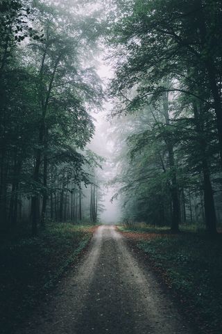 Scenic view of empty road through trees | ID: 94356042