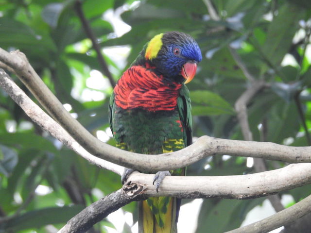 Close-up of parrot perching on branch | ID: 133321001
