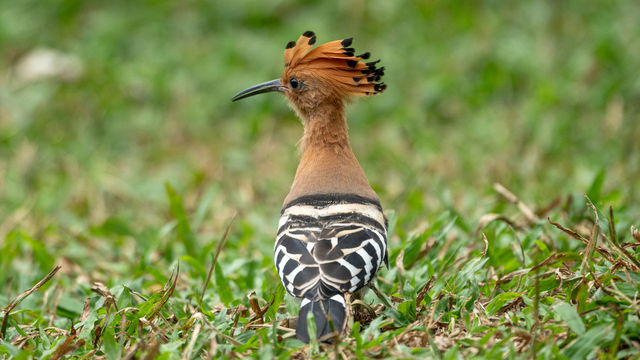 Close-up of a bird on land | ID: 142002364