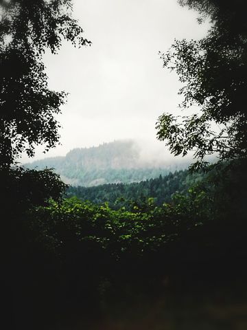 Scenic view of forest against sky during | ID: 111074345