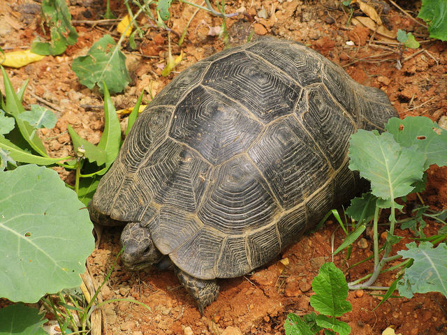 High angle view of tortoise on field | ID: 91552301
