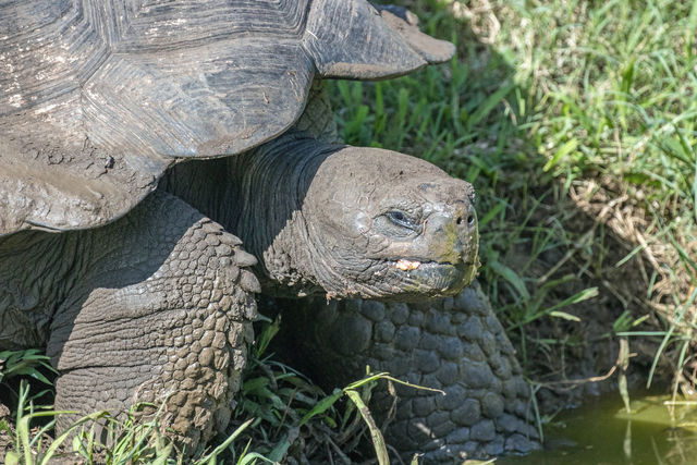 High angle view of a turtle in field | ID: 125965678