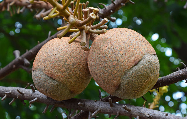 Close-up of cannonball tree fruits | ID: 83153301