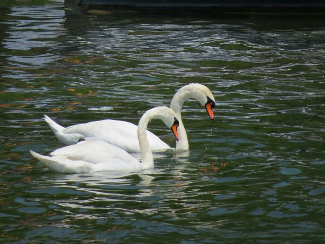 High angle view of swans swimming on lake | ID: 77589664