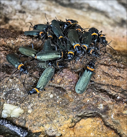 Close-up of insect on leaf | ID: 115002450