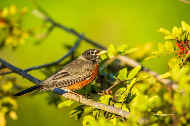 Close-up of bird perching on branch | ID: 156686343