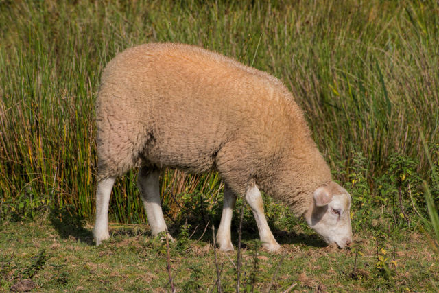 Side view of sheep grazing | ID: 148200002