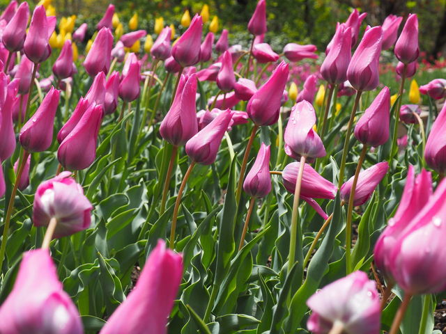 Close-up of pink tulip flowers in bloom | ID: 141420922