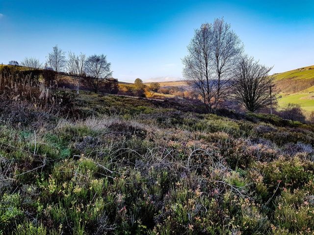 Plants growing on land | ID: 132825763