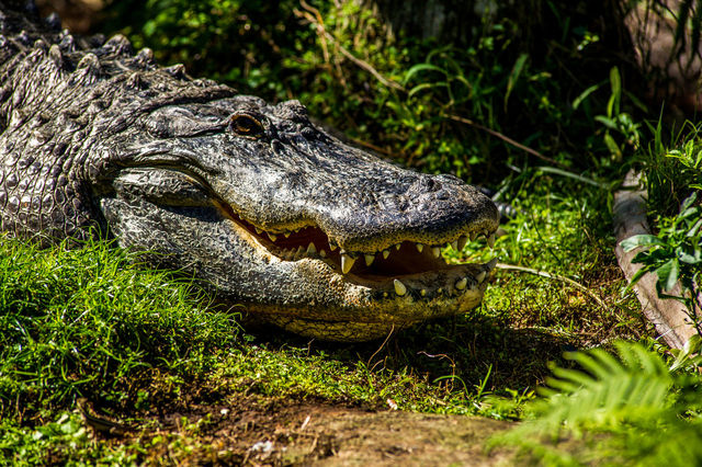 Close-up of a alligator on grass | ID: 157444810