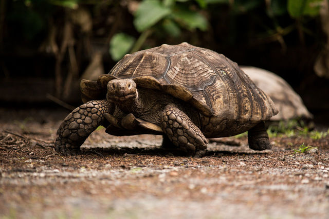 Close-up of turtle on ground | ID: 142946191