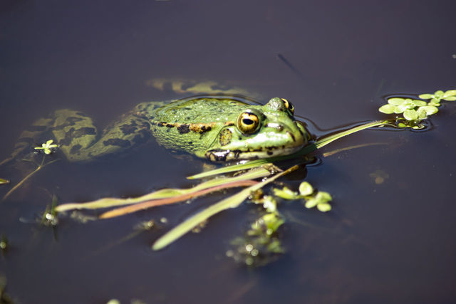 Close-up of frog in water | ID: 190951251