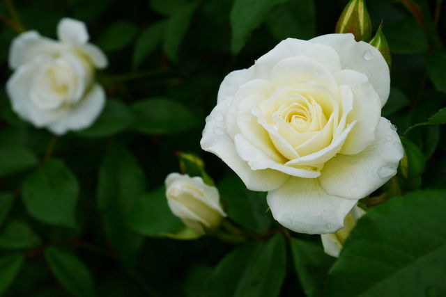 Close-up of white rose | ID: 140578452