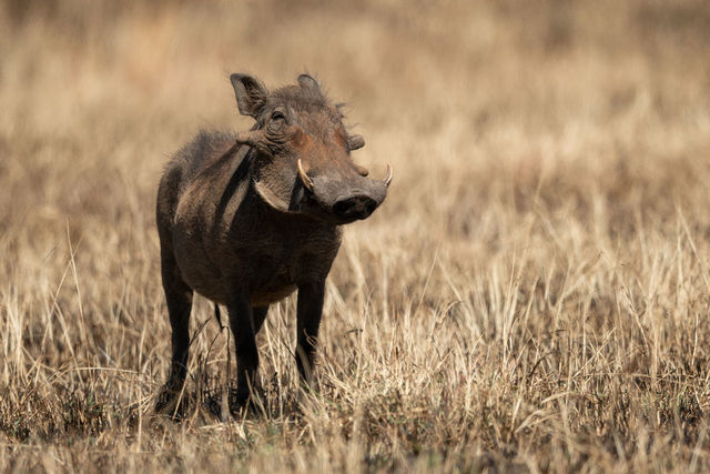 Warthogs pictures | Curated Photography on EyeEm