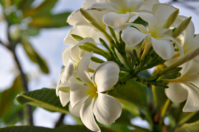 Close-up of white flowering plant against | ID: 125528459