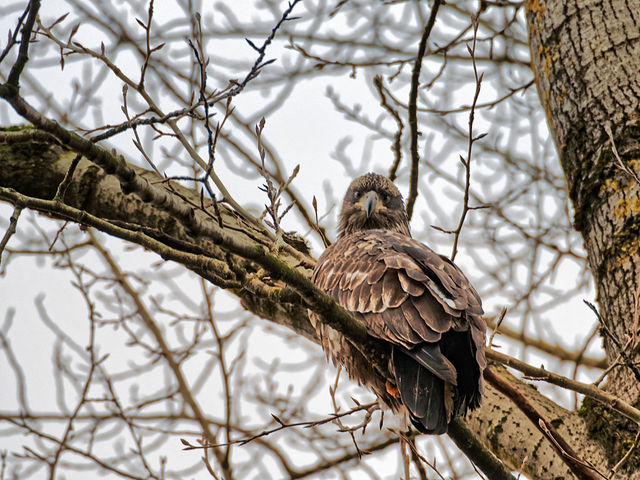 Low angle view of bird perching on branch | ID: 106110696