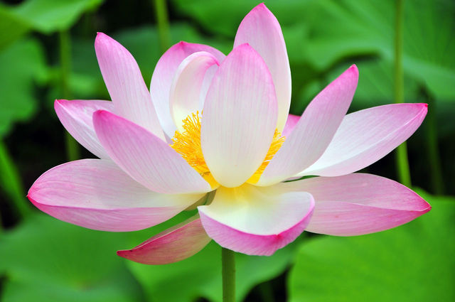 Close-up of lotus water lily blooming | ID: 114253968