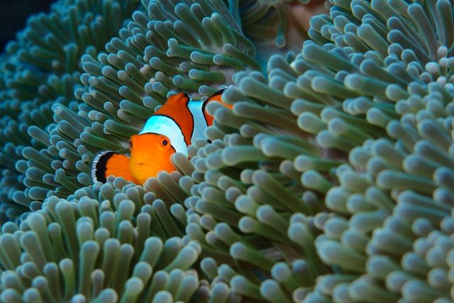 Close-up of clown fish swimming on coral in | ID: 94917032
