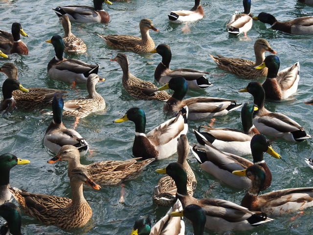 High angle view of ducks in lake | ID: 133612160
