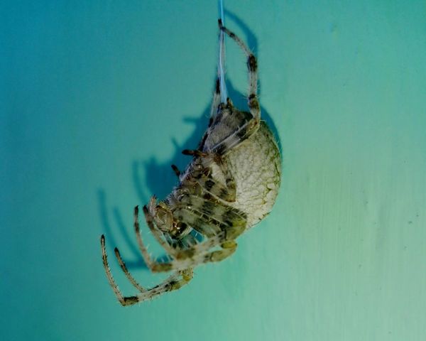 Close-up of insect against blue background | ID: 129632488
