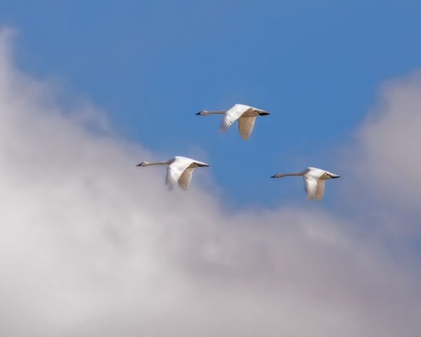 Low angle view of birds flying in sky | ID: 146463953