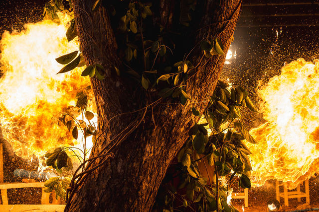 Burning tree trunk at night | ID: 121153605