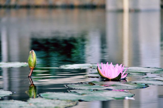 Pond Growth pictures | Curated Photography on EyeEm