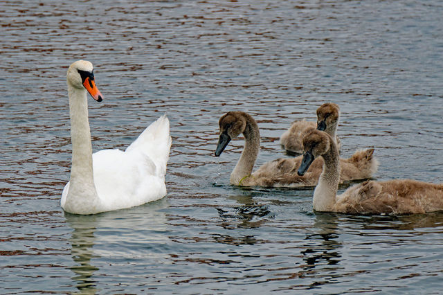 Mother Goose pictures | Curated Photography on EyeEm